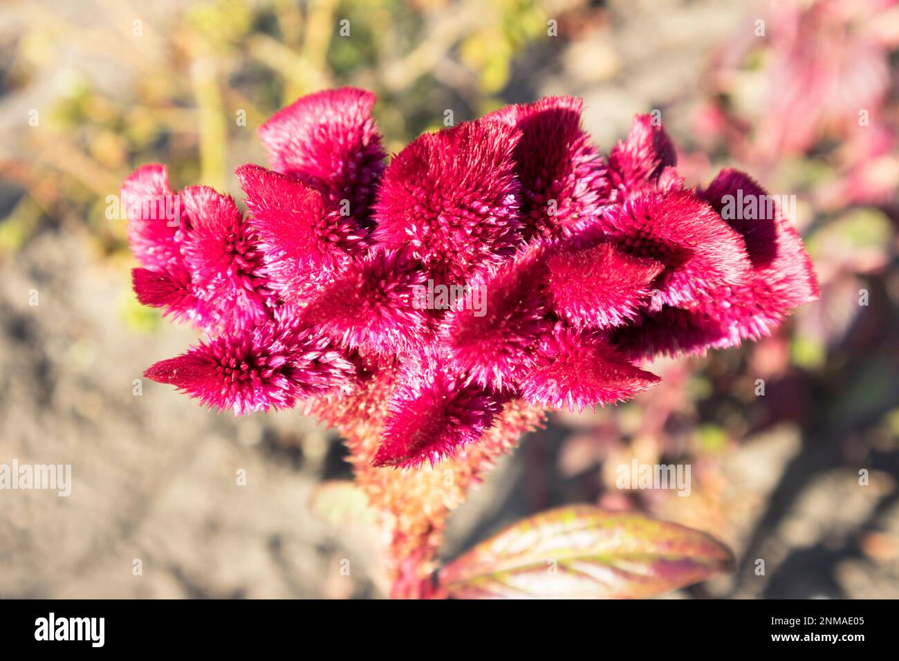 Celosis hi-res stock photography and images - Alamy