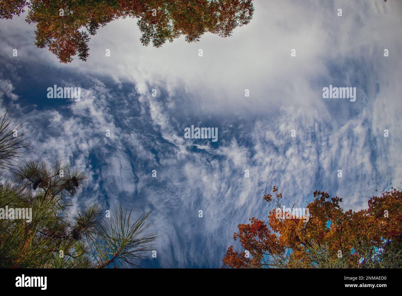 Blue sky through trees hi-res stock photography and images - Alamy