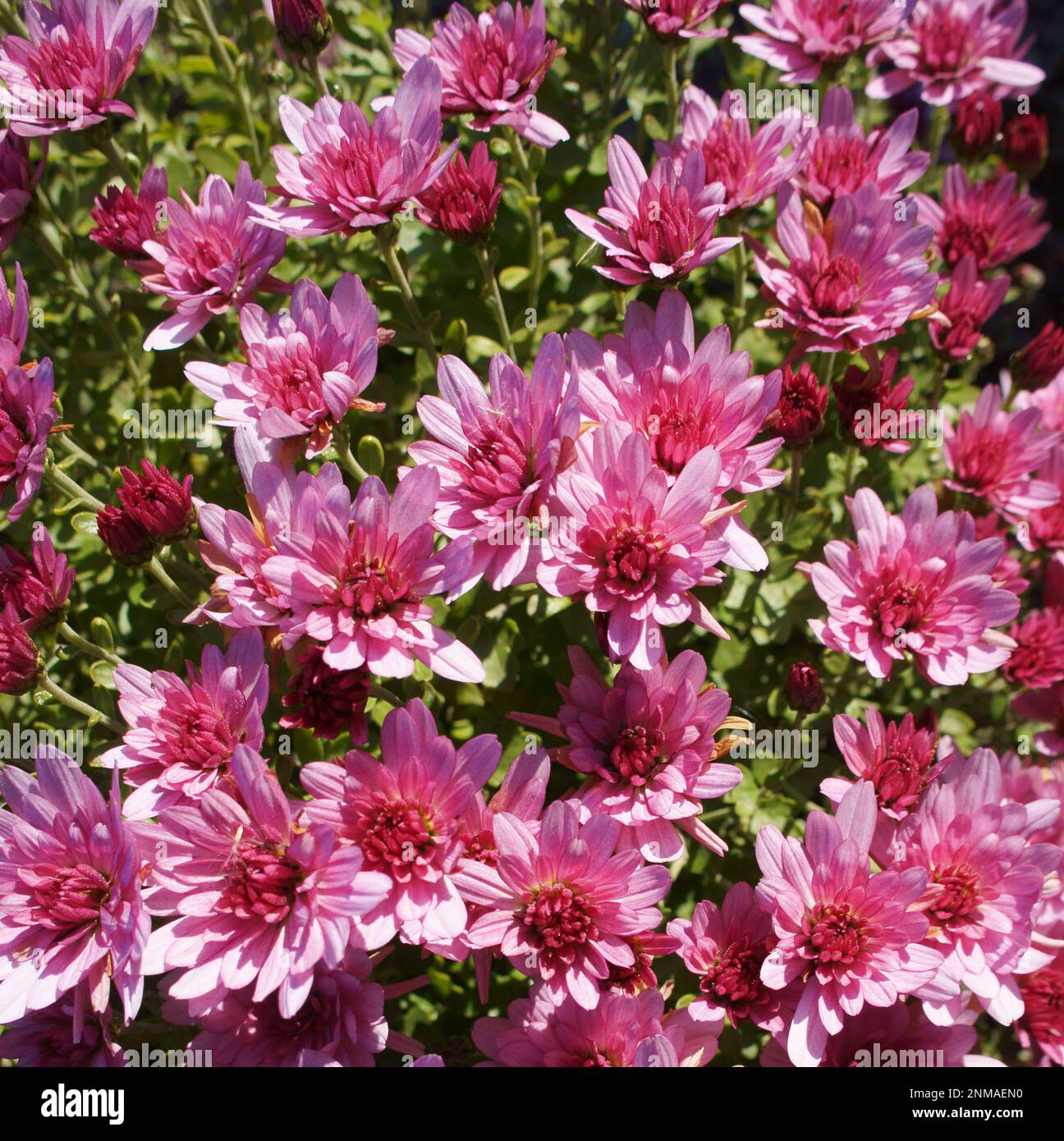 Chrysanths flowers hi-res stock photography and images - Alamy