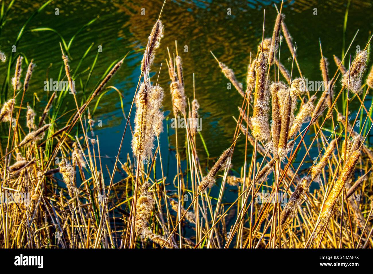 Cattails Typha latifolia with cottony outside sheding off at edge of ...