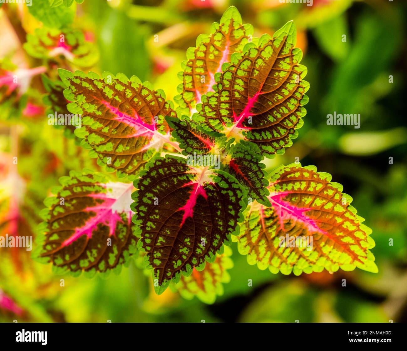 A botanical herb called coleus Stock Photo - Alamy