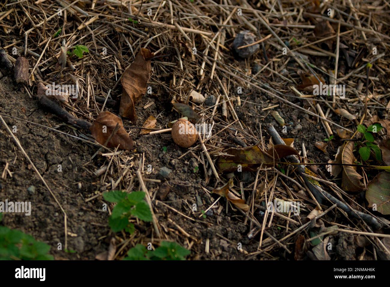 Walnut tree with nuts on ground hi-res stock photography and images - Alamy