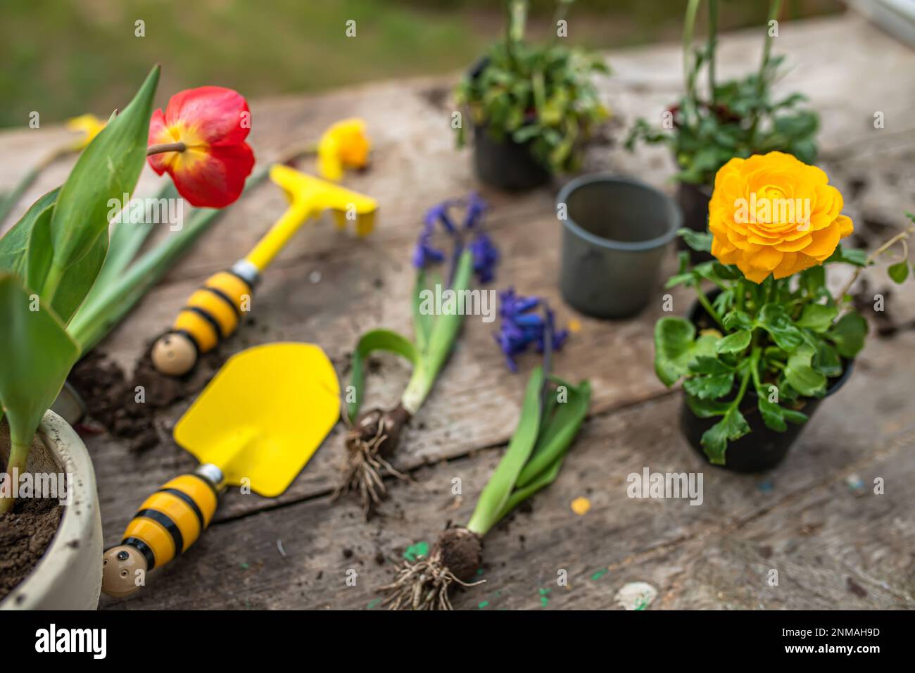 Hyacinthus, hyacinths Transplanting. Handling hyacinth bulbs. cupping ...