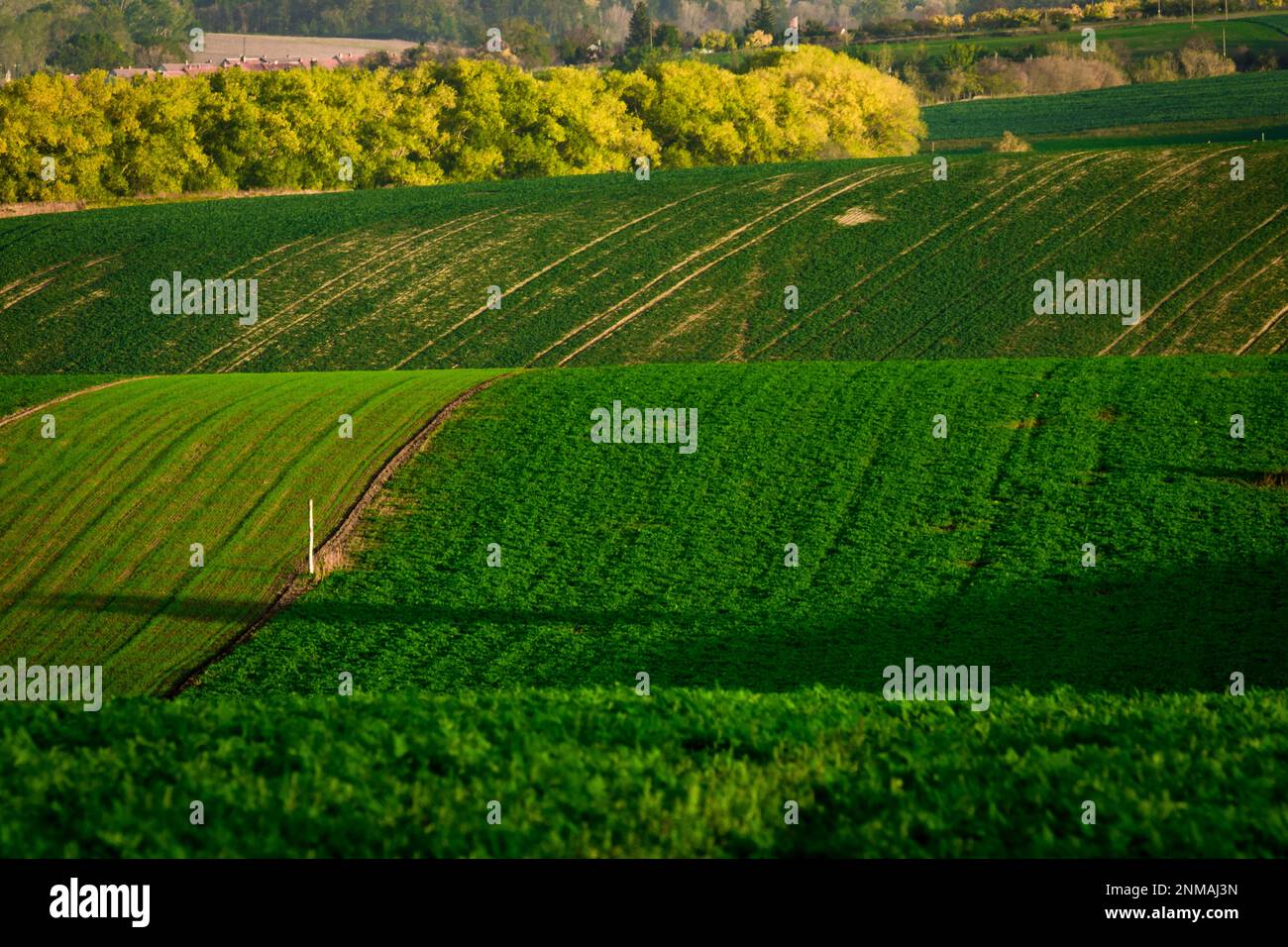 Moravian landscapes of wavy fields with a wealth of colors. Czech ...