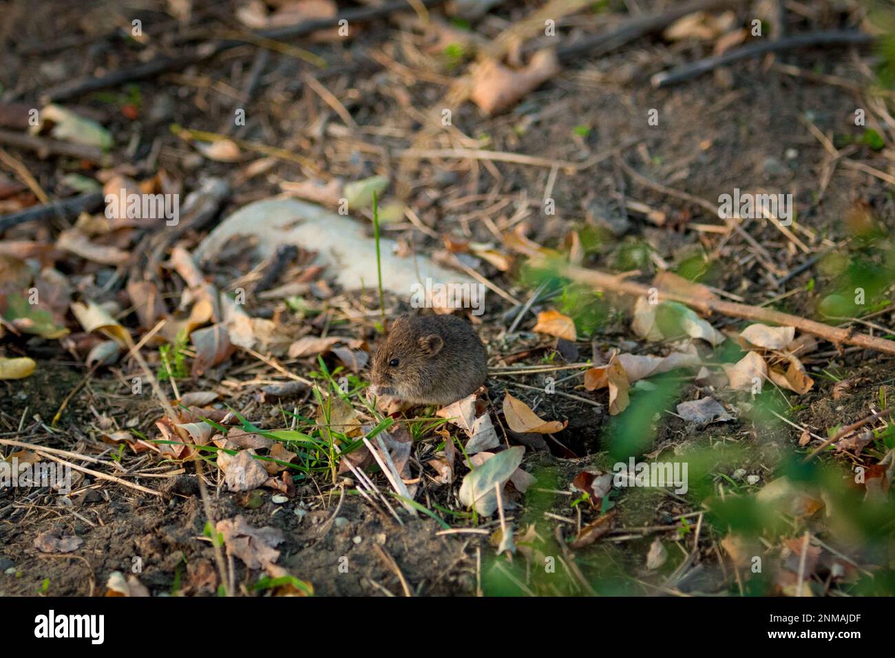 Field mouse walking on the ground between the grass. Czech republic ...