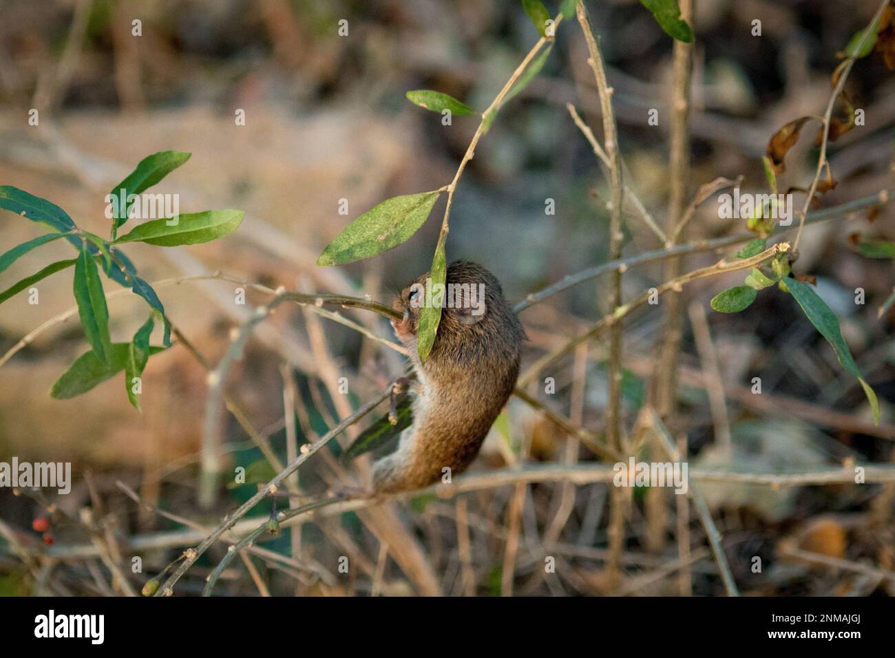 Field mouse climbing on branches in thickets. Czech republic Stock ...
