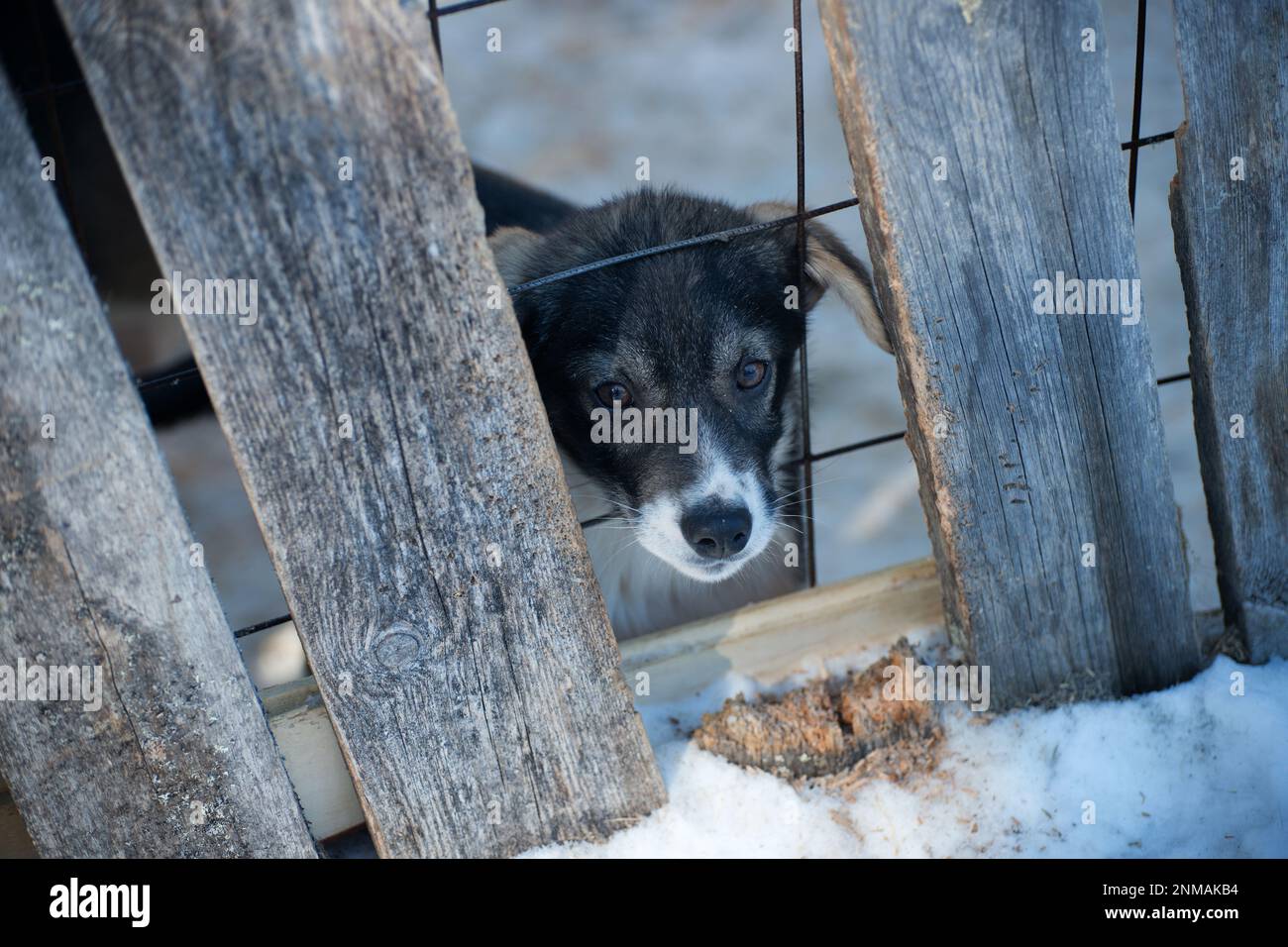 Cute puppy husky dog behind a wood fence. Lapland Stock Photo - Alamy