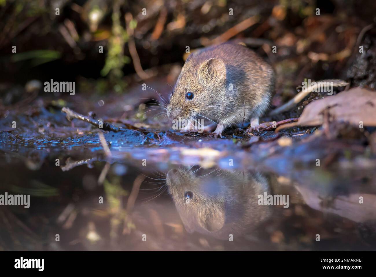 Small Bank vole, Myodes glareolus, rodent drinking water in a dark ...