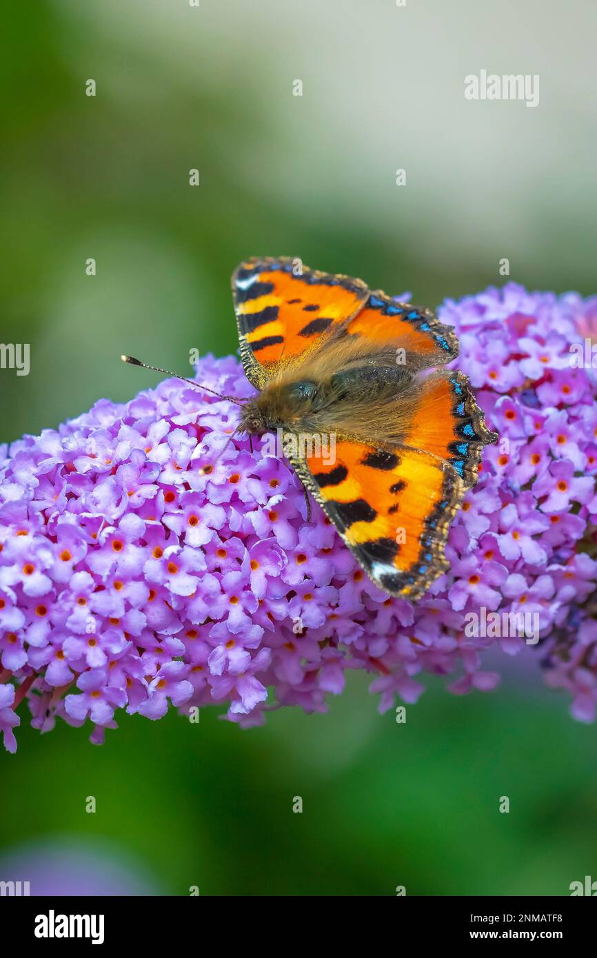 Close-up of the small tortoiseshell Aglais urticae butterfly side view ...