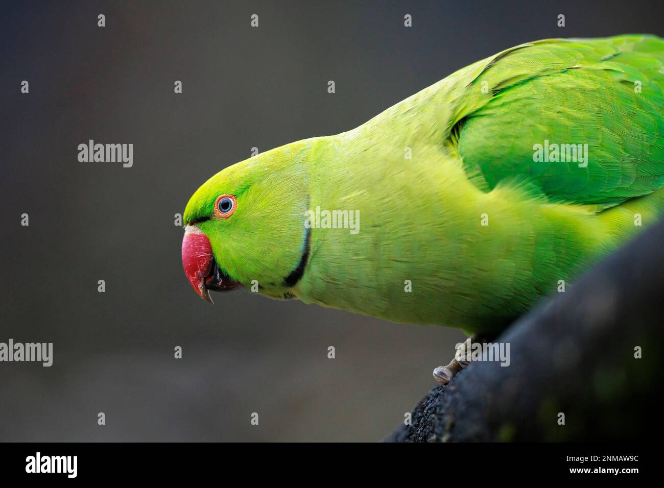 Closeup of a Rose-ringed parakeet, Psittacula krameri, also known as ...