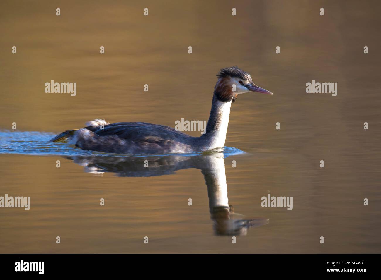 Black necked grebe in summer plumage hi-res stock photography and ...
