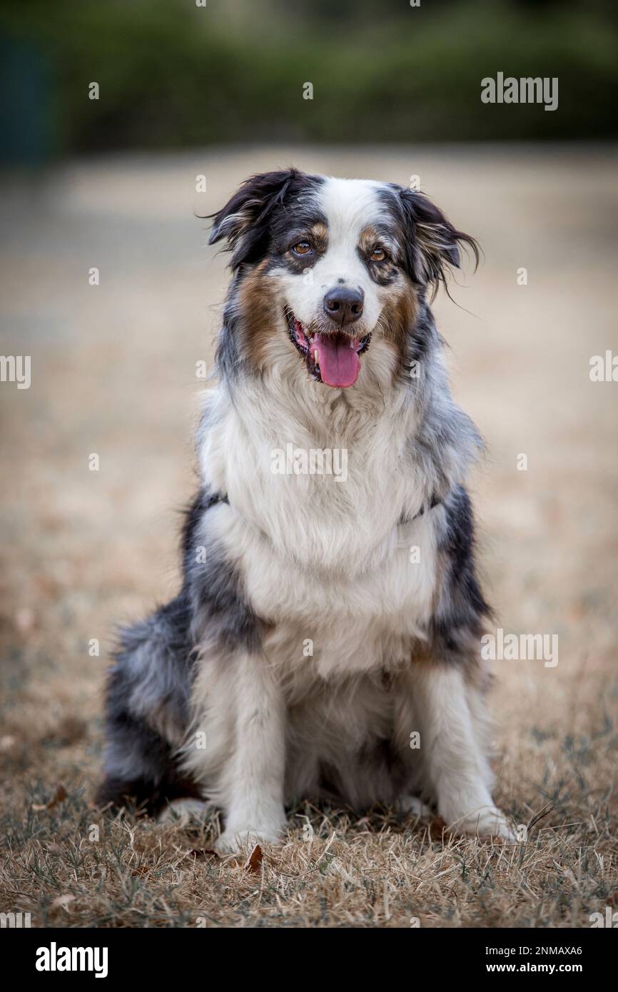 Beautiful bulldog competition hi-res stock photography and images - Alamy
