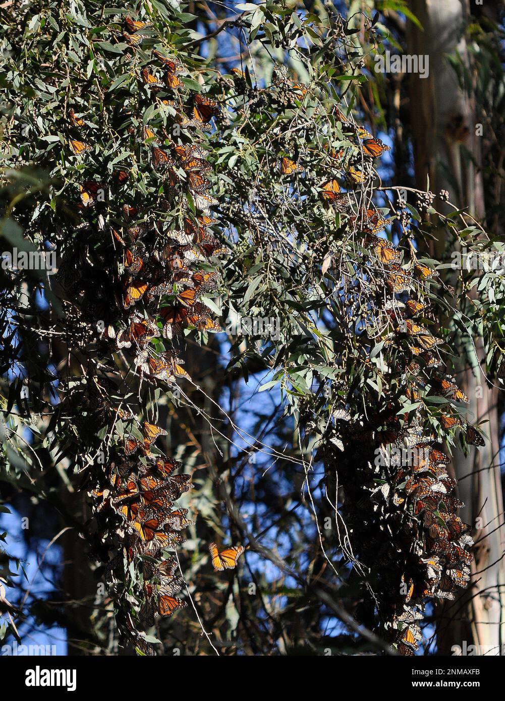 Monarch Butterflies winter in Natural Bridges State Beach, Santa Cruz ...