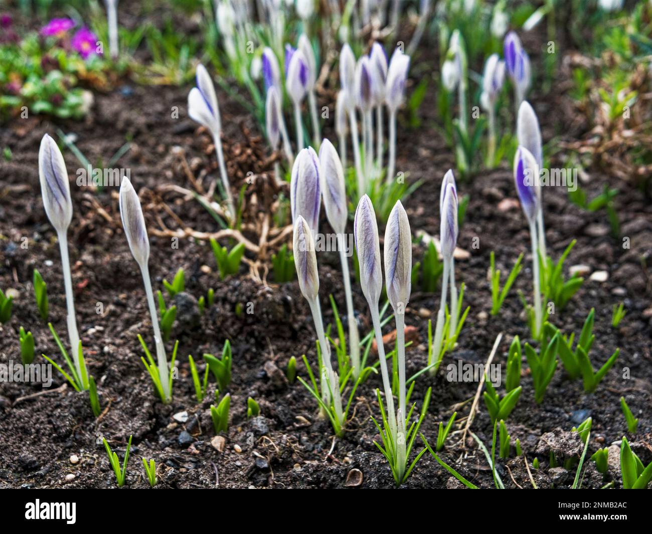 Crocus plants before flowering in the UK Stock Photo - Alamy