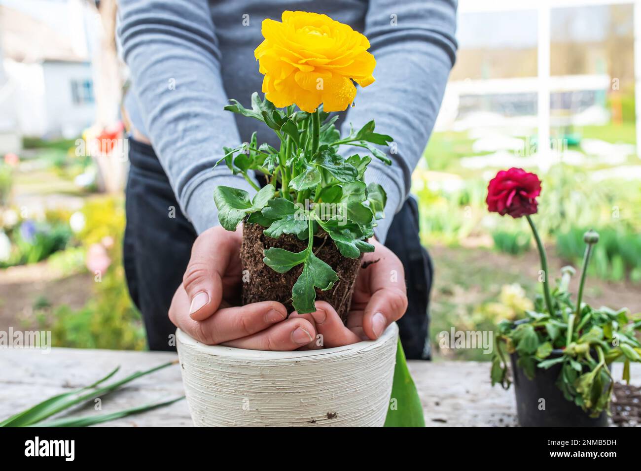 The farmer's hands Ranunculus asiaticus, held with roots in the tuber ...