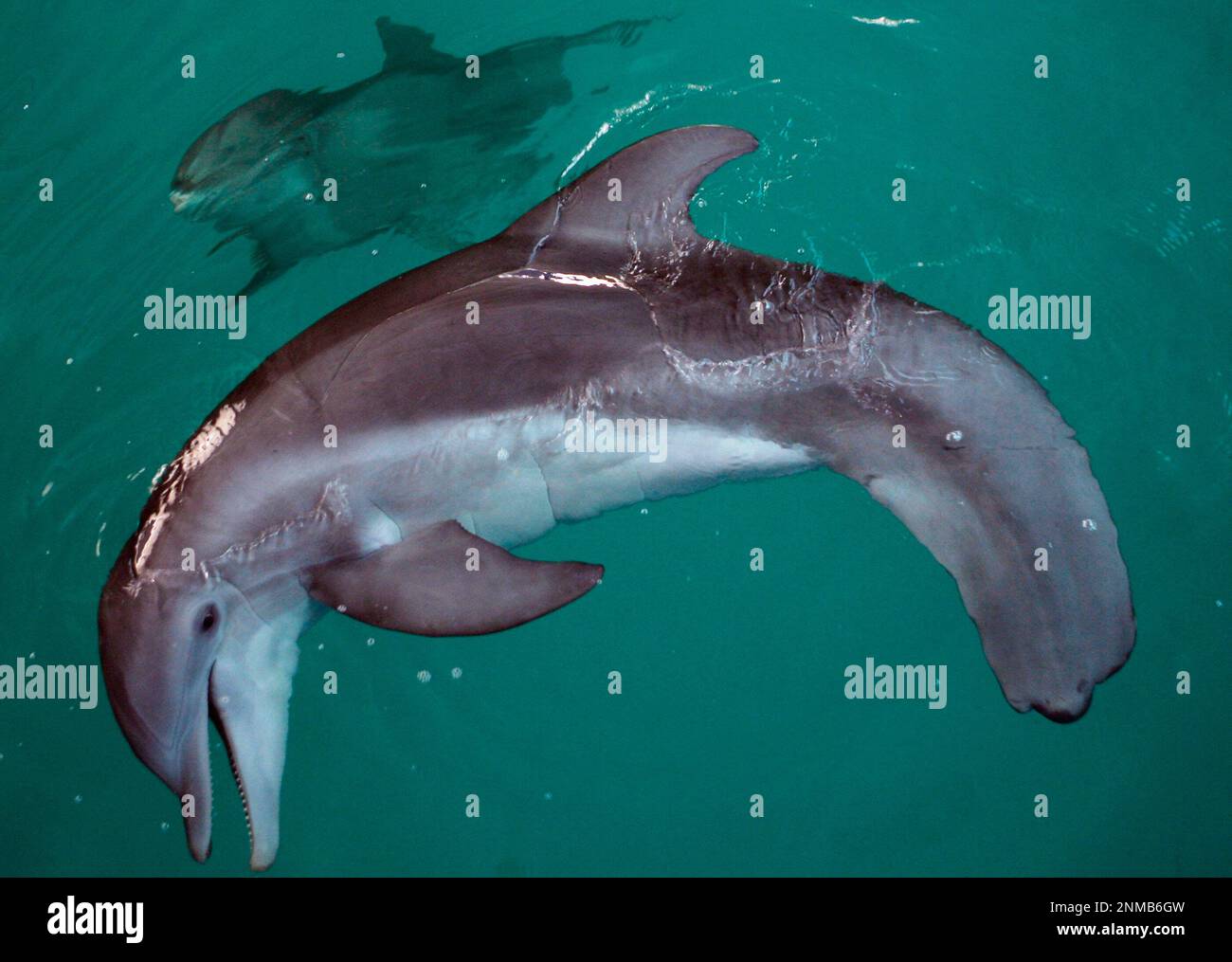 FILE - Winter, the tail-less dolphin at the Clearwater Marine Aquarium ...