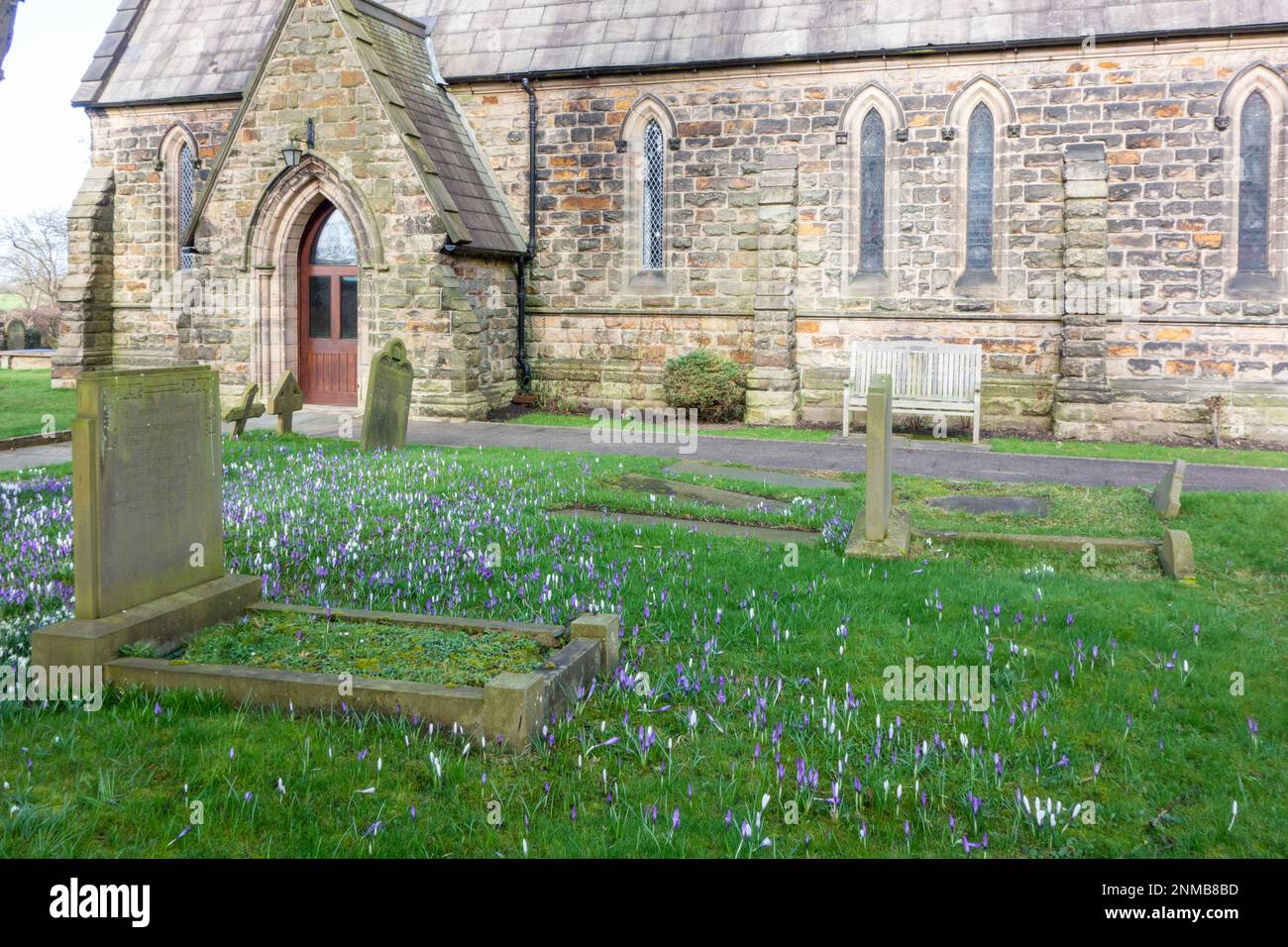 Crocus flowers growing in the church yard amongst the gravestones in ...
