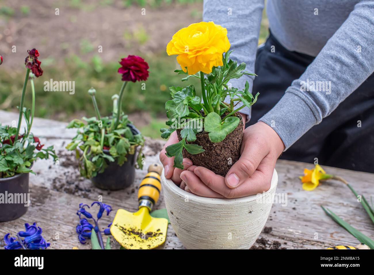 The farmer's hands Ranunculus asiaticus, held with roots in the tuber ...