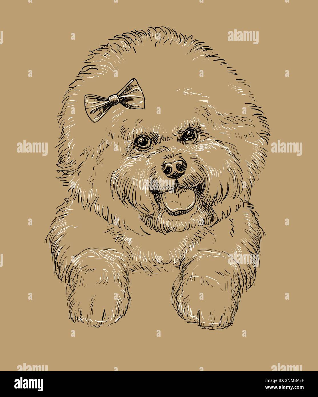 Close up Bichon Frise hand drawing monochrome vector isolated ...