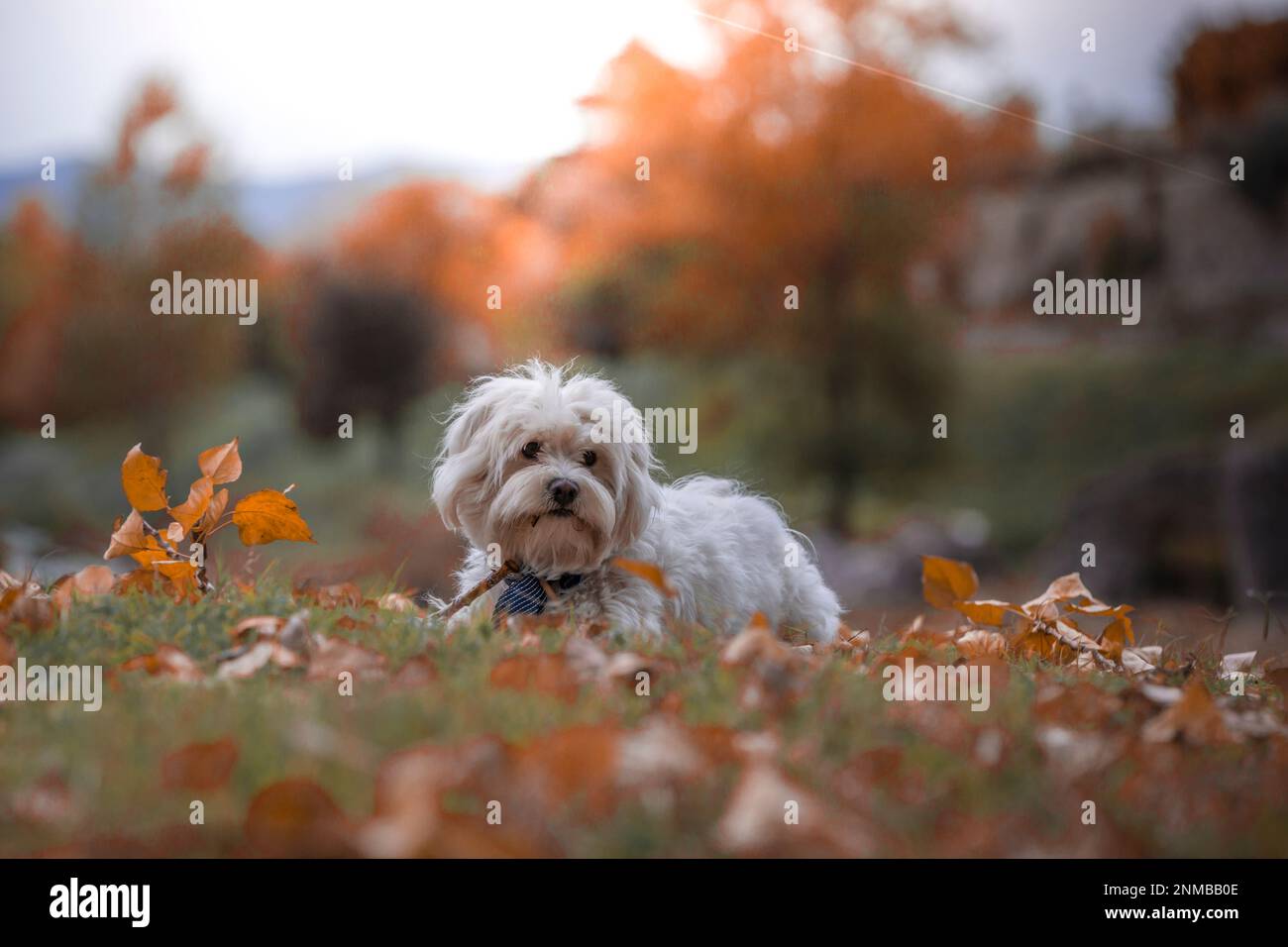 Beautiful bulldog competition hi-res stock photography and images - Alamy