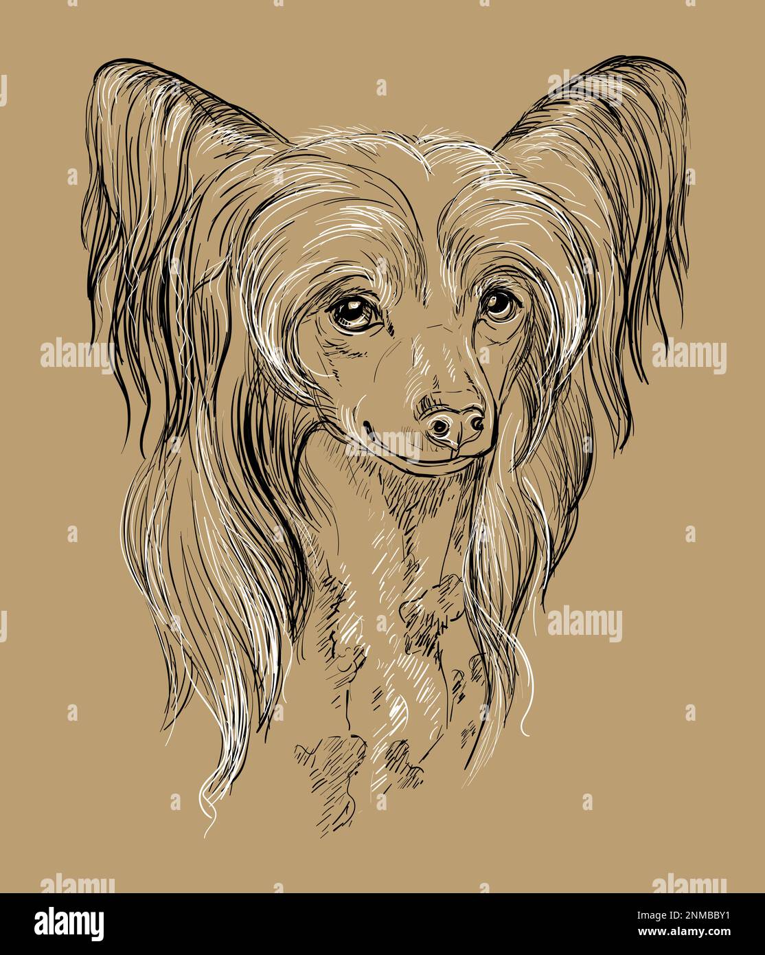 Close up Chinese Crested dog hand drawing monochrome vector isolated ...