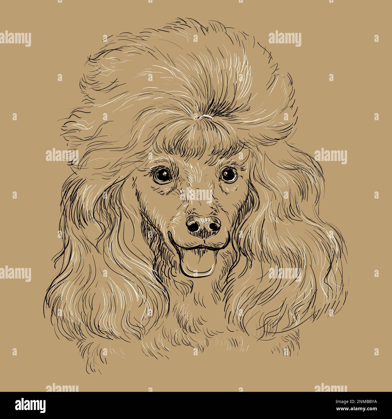 Cute poodle drawing hi-res stock photography and images - Alamy