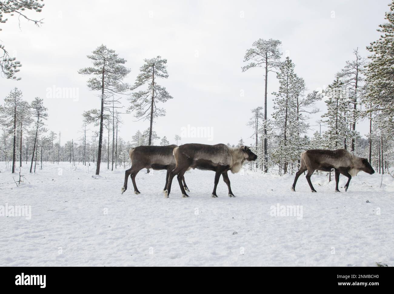 Cute reindeer in a snowy forest. deer migration Stock Photo - Alamy