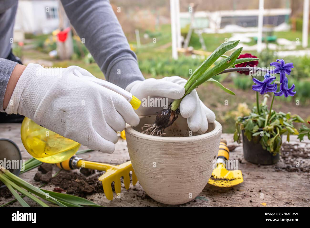 Hyacinthus, hyacinths Transplanting. Handling hyacinth bulbs. cupping ...