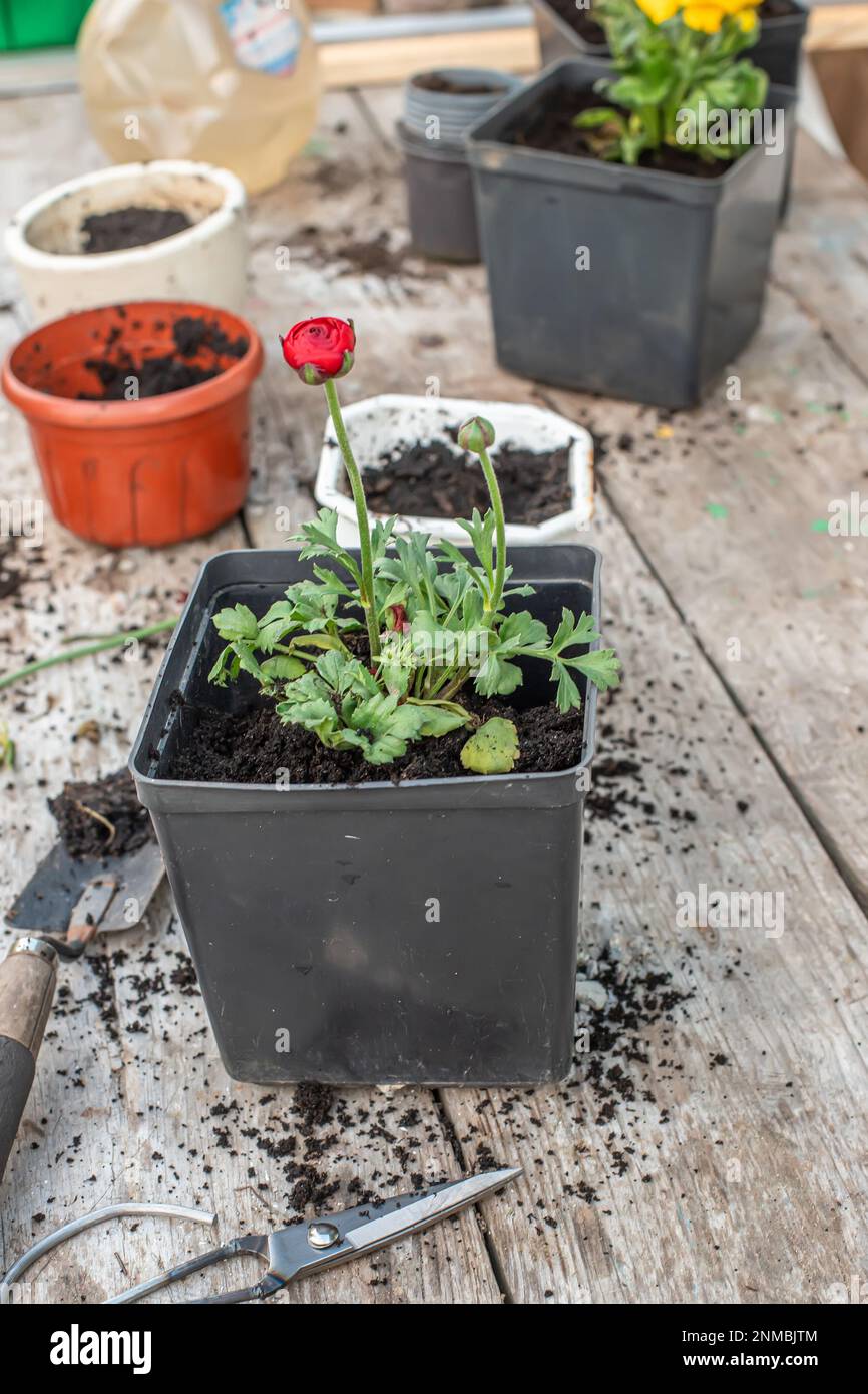 farmer's hands pruning with garden scissors a wilted ugly flower ...