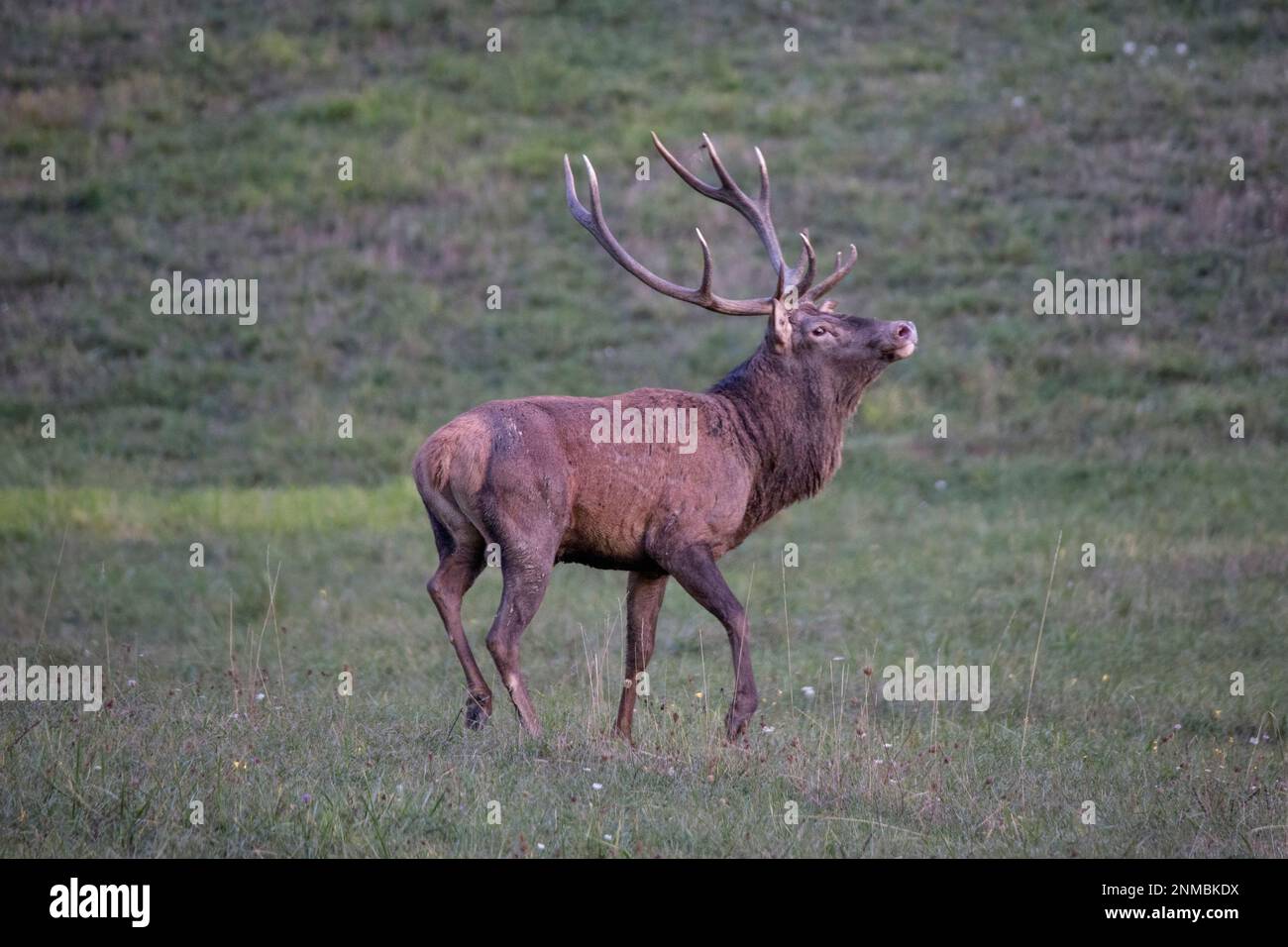 Italian deer photographed in the wild Stock Photo - Alamy