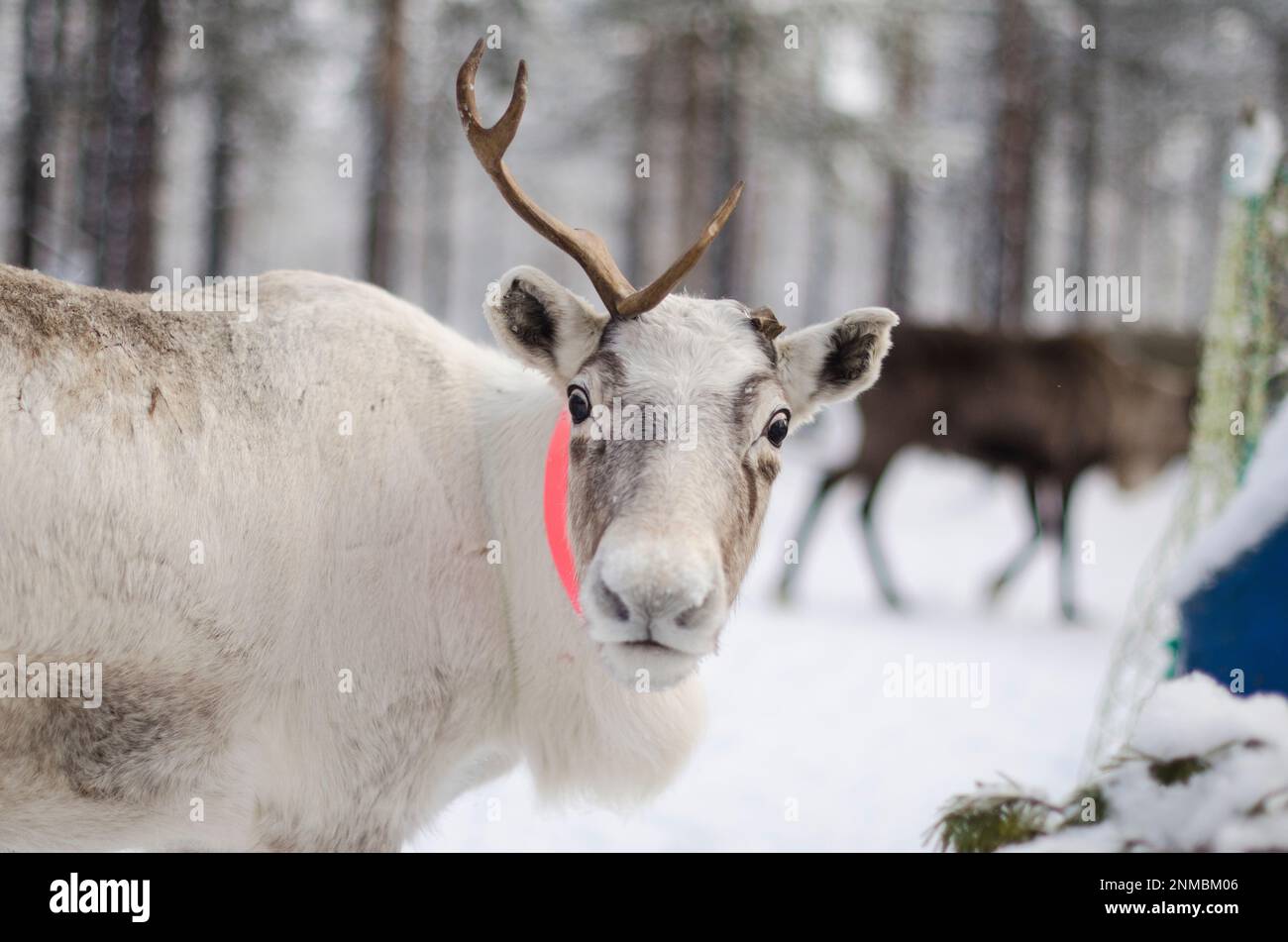 Horn of deer hi-res stock photography and images - Alamy