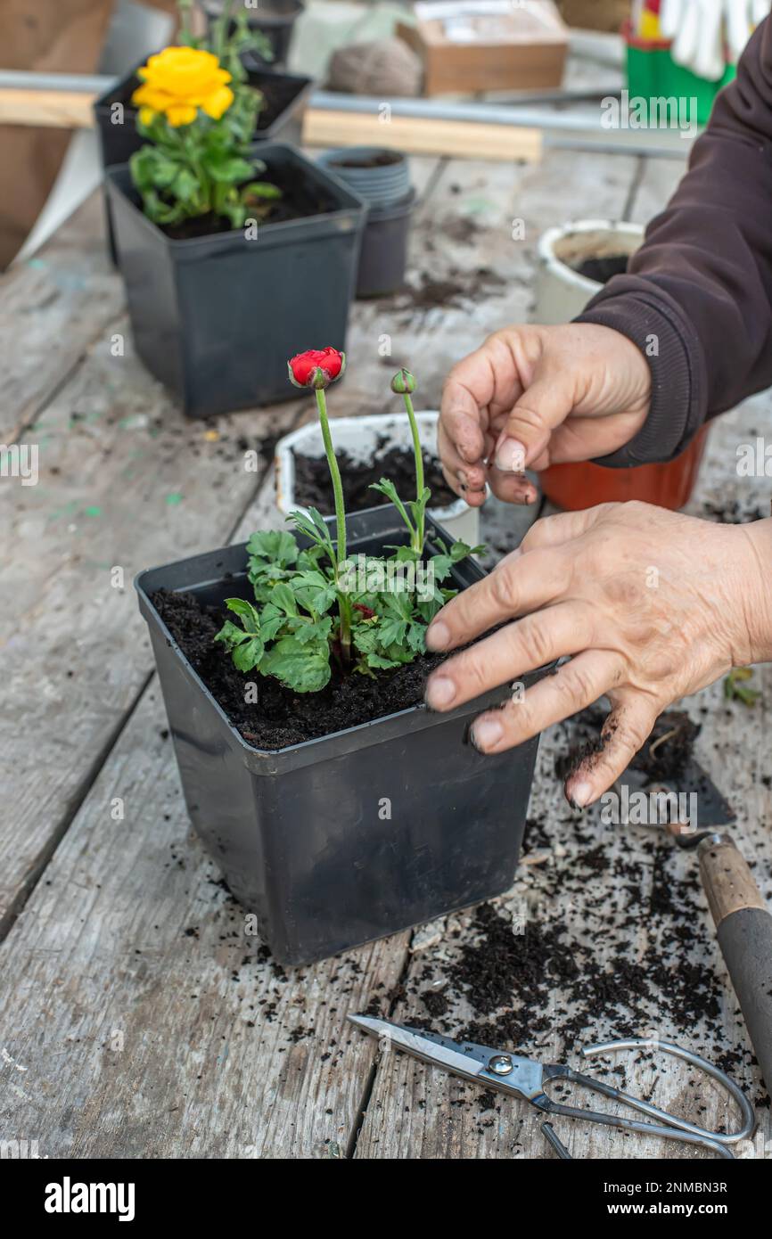 farmer's hands pruning with garden scissors a wilted ugly flower ...