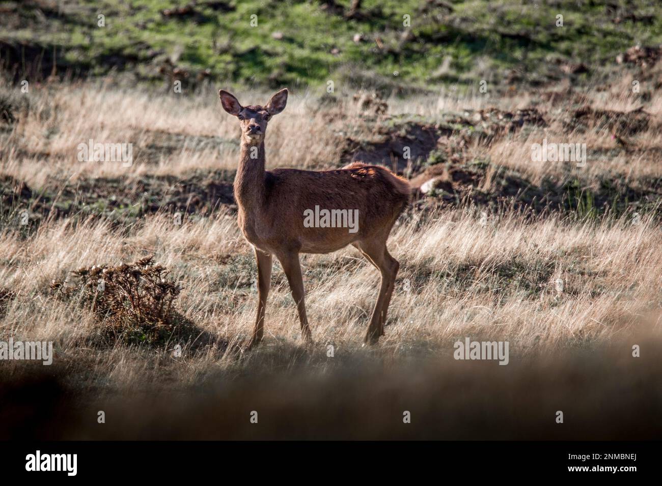 Italian deer photographed in the wild Stock Photo - Alamy