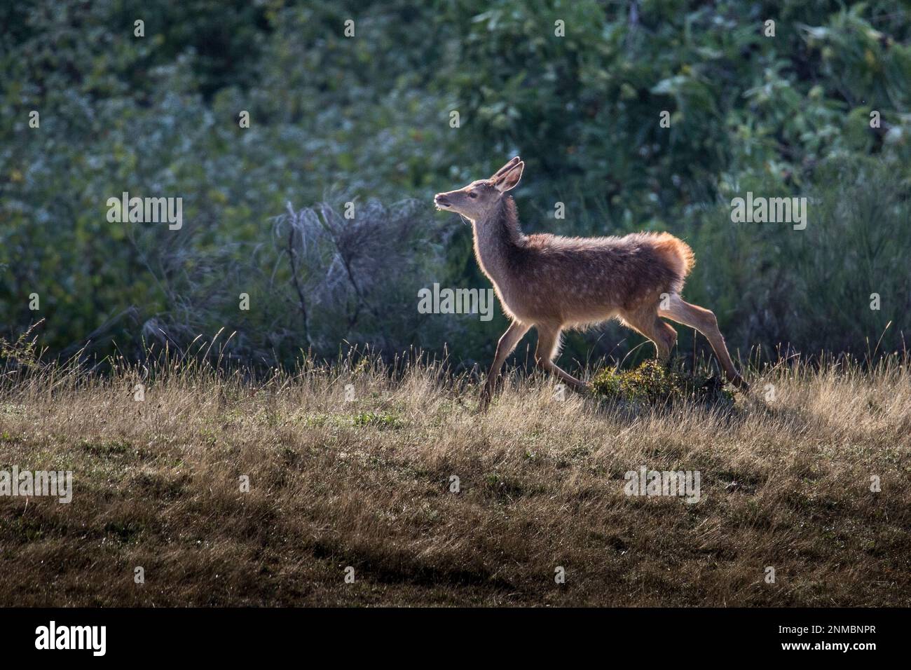 Italian deer photographed in the wild Stock Photo - Alamy