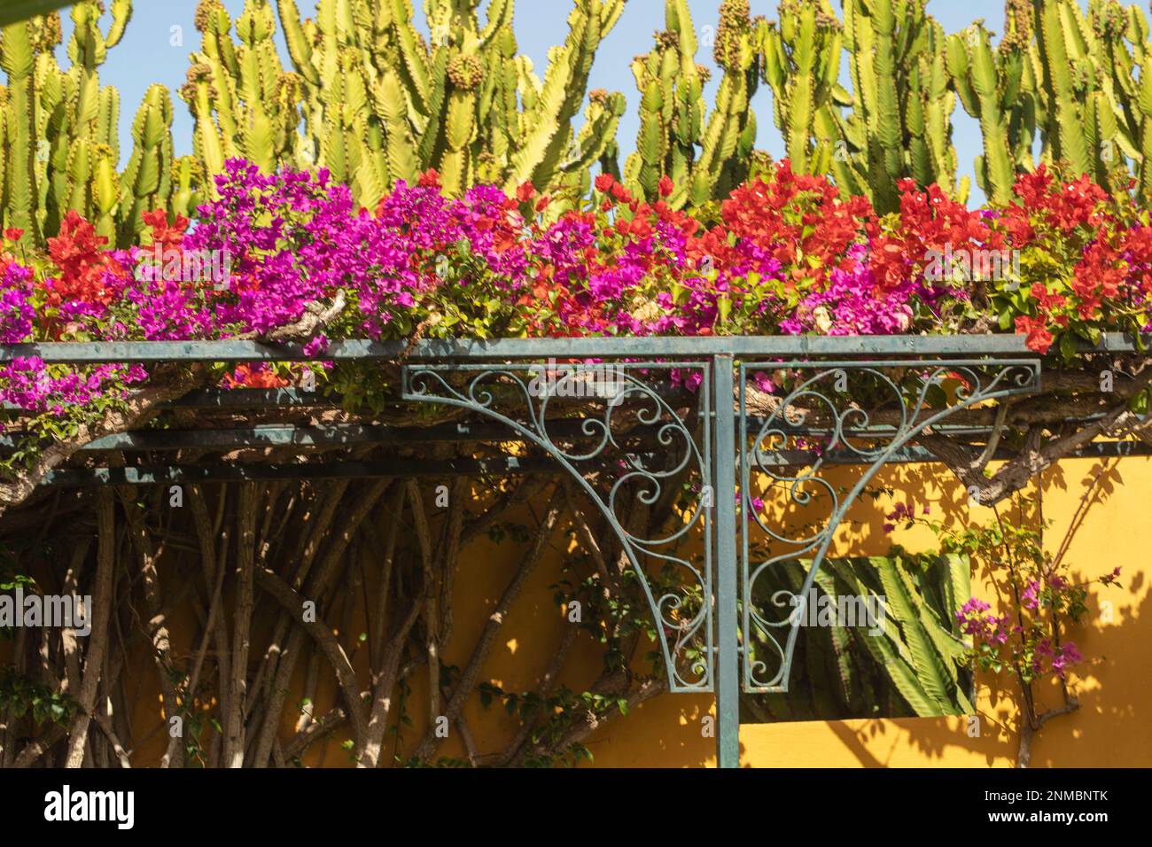 Stunning show of flowering Bougainvillea in the winter sunshine destination of Tenerife. Natural ...