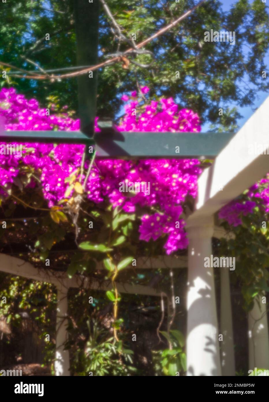 Bougainvillea patterns hi-res stock photography and images - Alamy