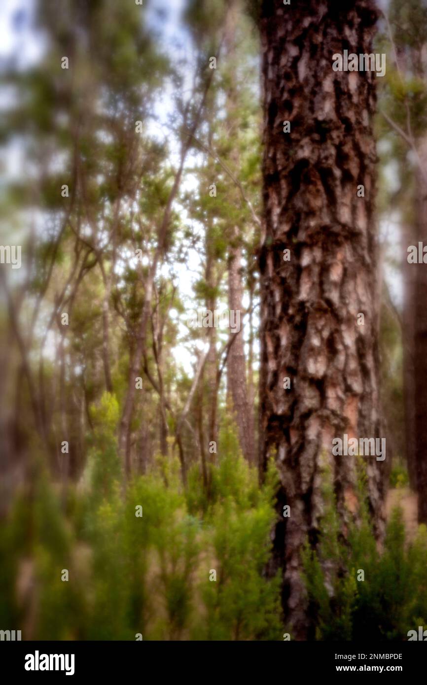 New, Age-defying, digital age, lensless, eye-catching, high resolution ...