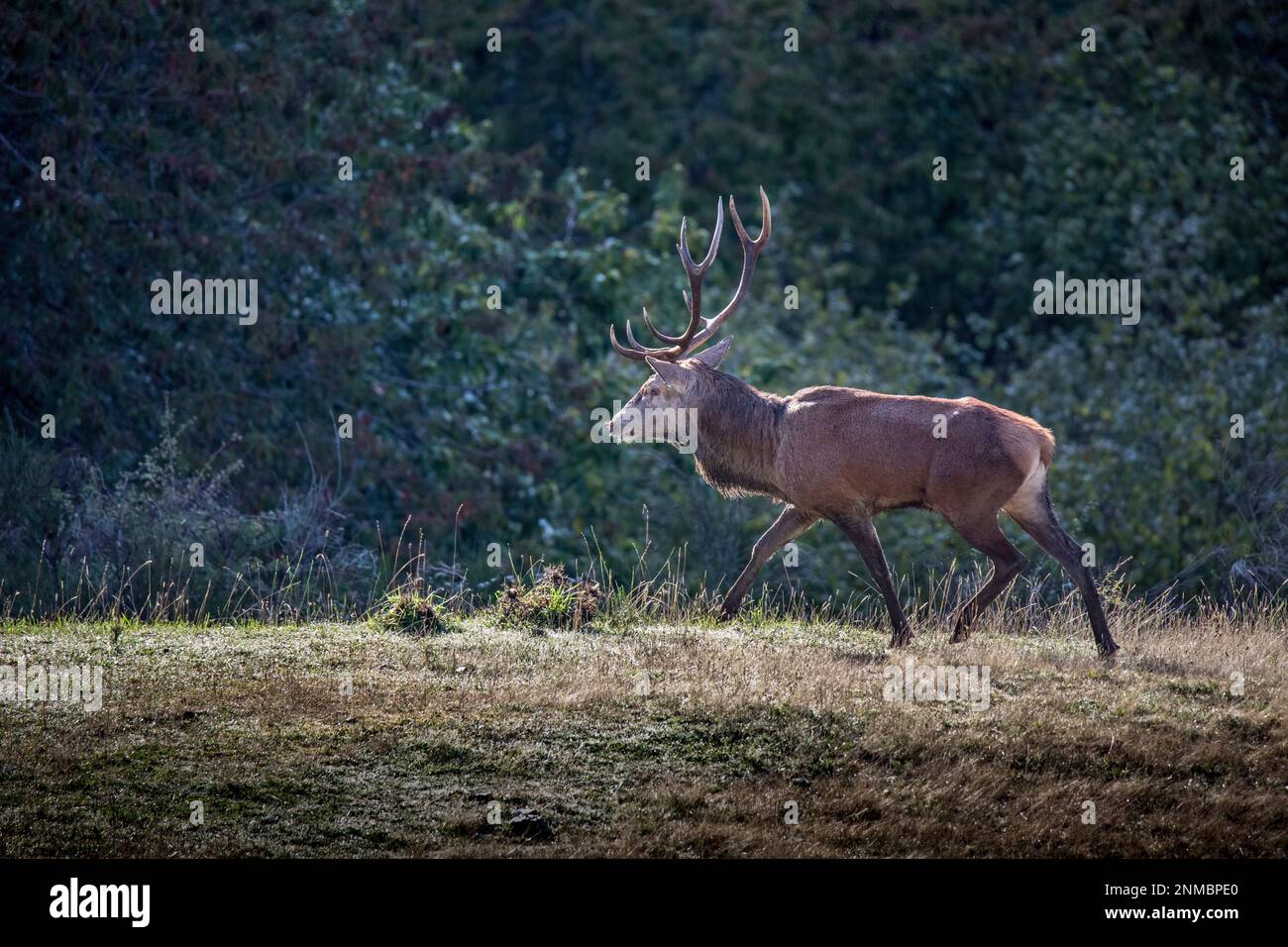 Italian deer photographed in the wild Stock Photo - Alamy