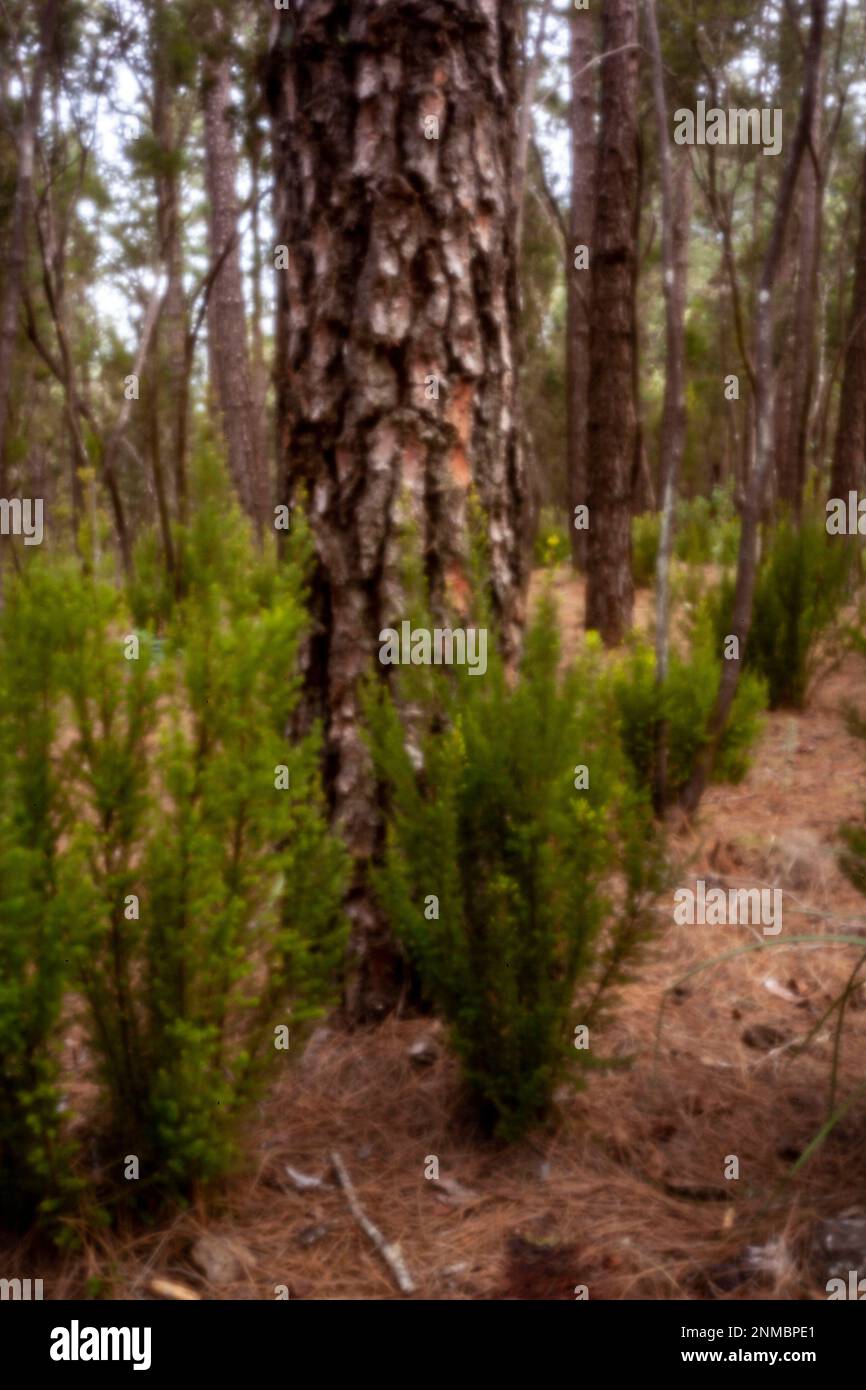 New, Age-defying, digital age, lensless, eye-catching, high resolution ...