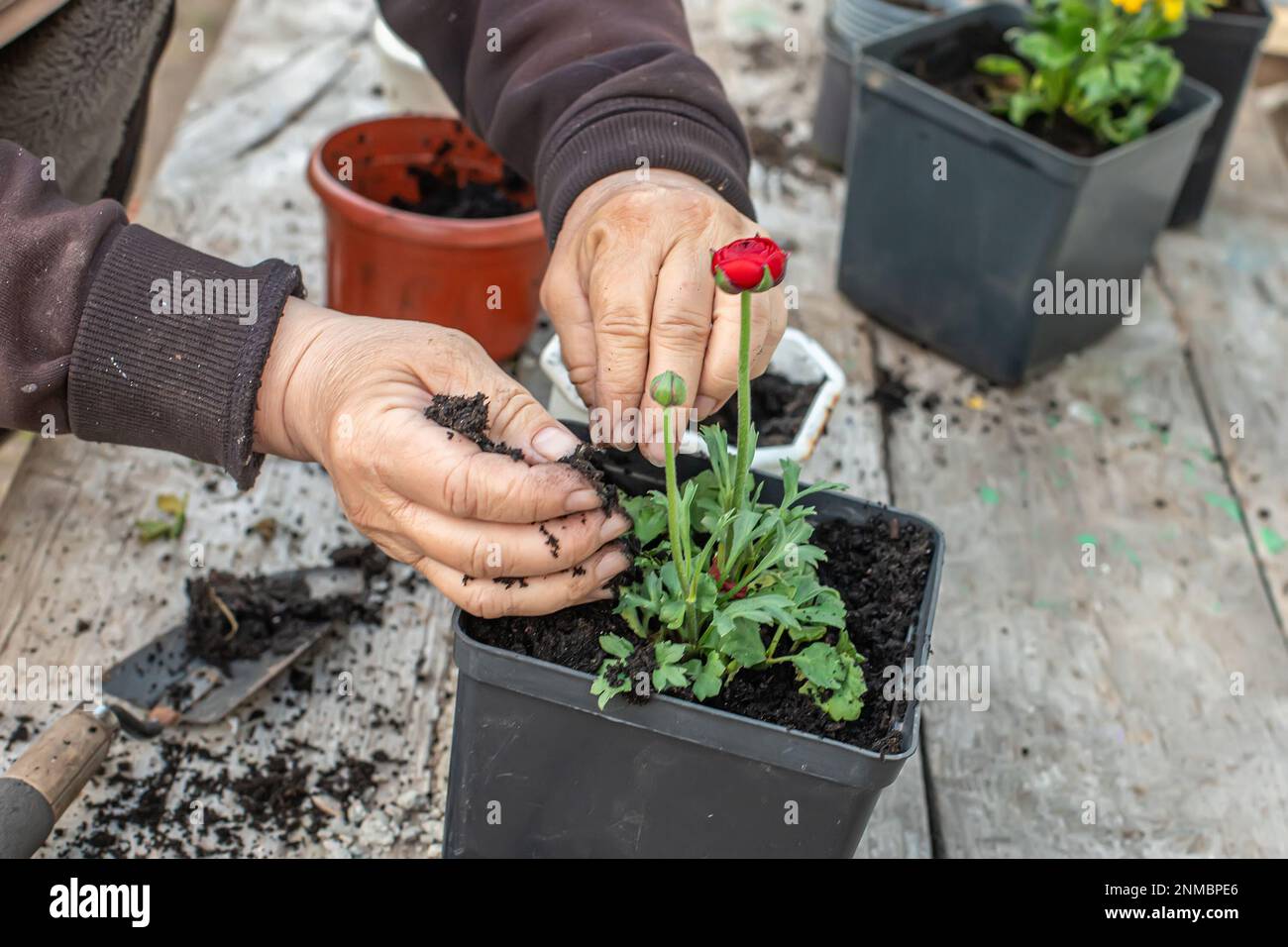 farmer's hands pruning with garden scissors a wilted ugly flower ...