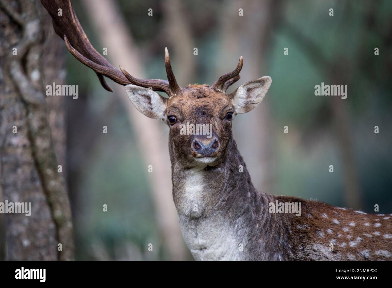 Italian deer photographed in the wild Stock Photo - Alamy