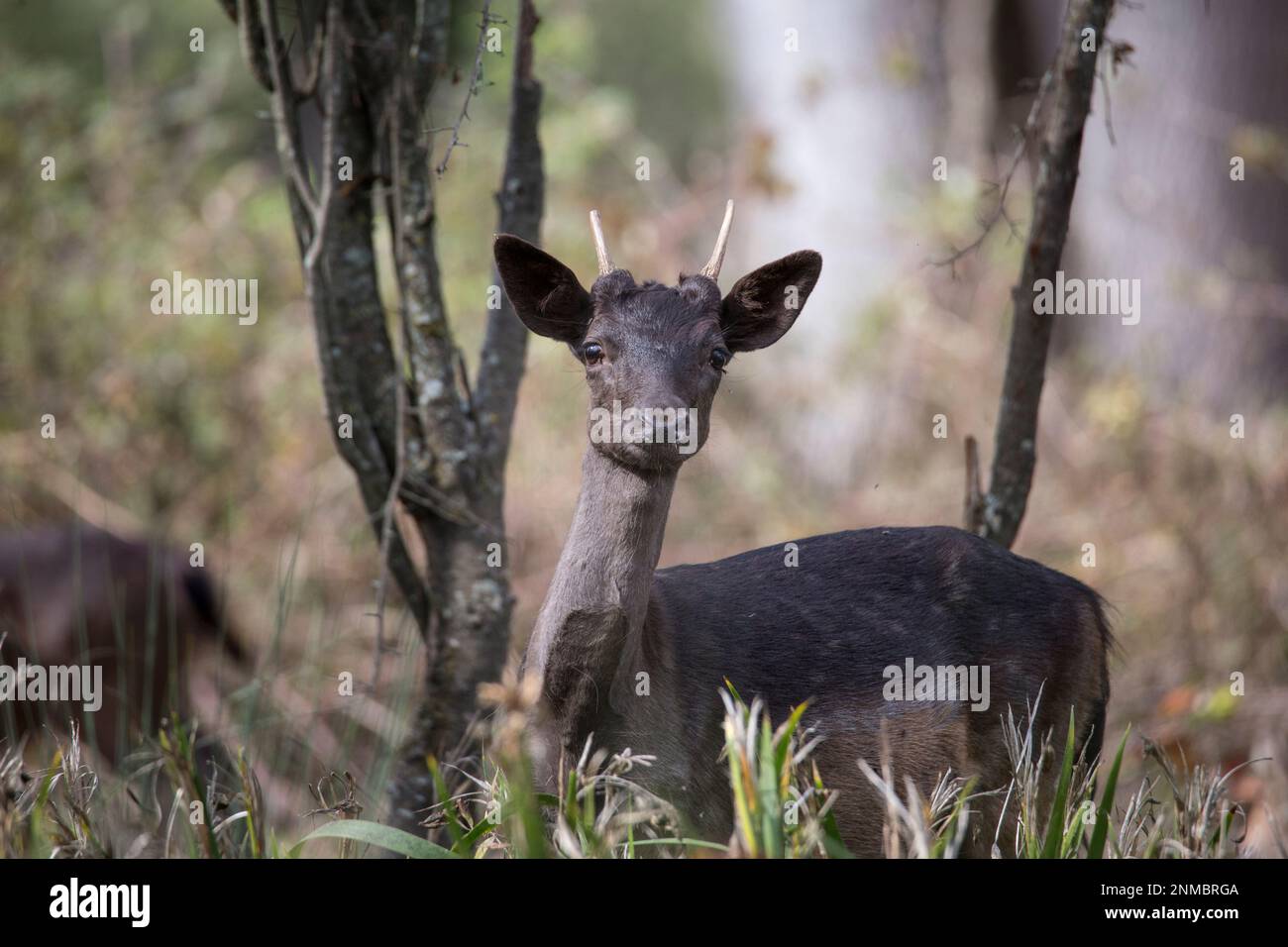 Italian deer photographed in the wild Stock Photo - Alamy