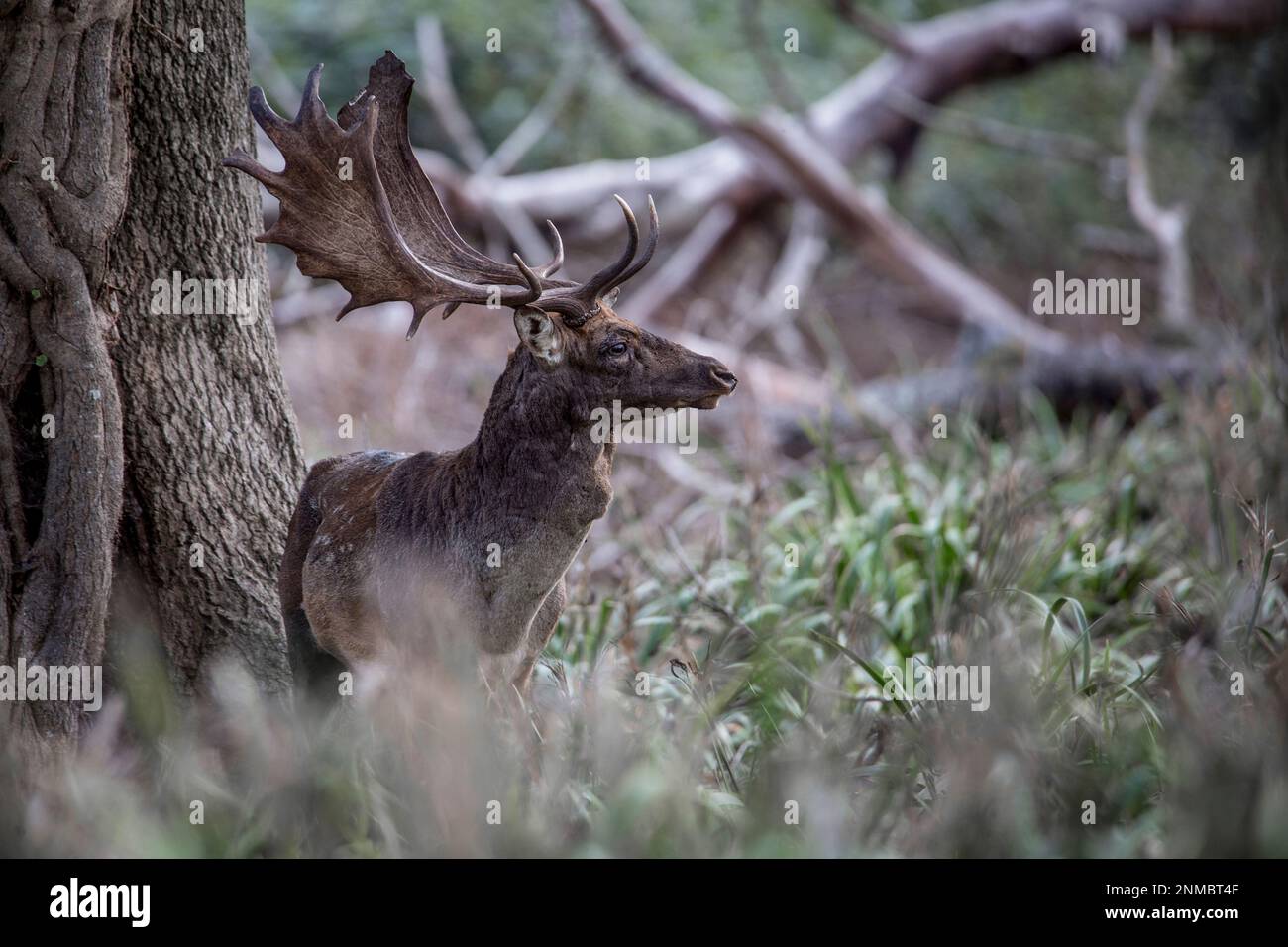 Italian deer photographed in the wild Stock Photo - Alamy