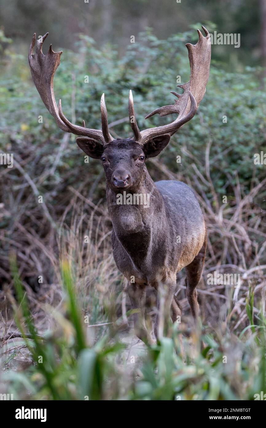 Italian deer photographed in the wild Stock Photo - Alamy