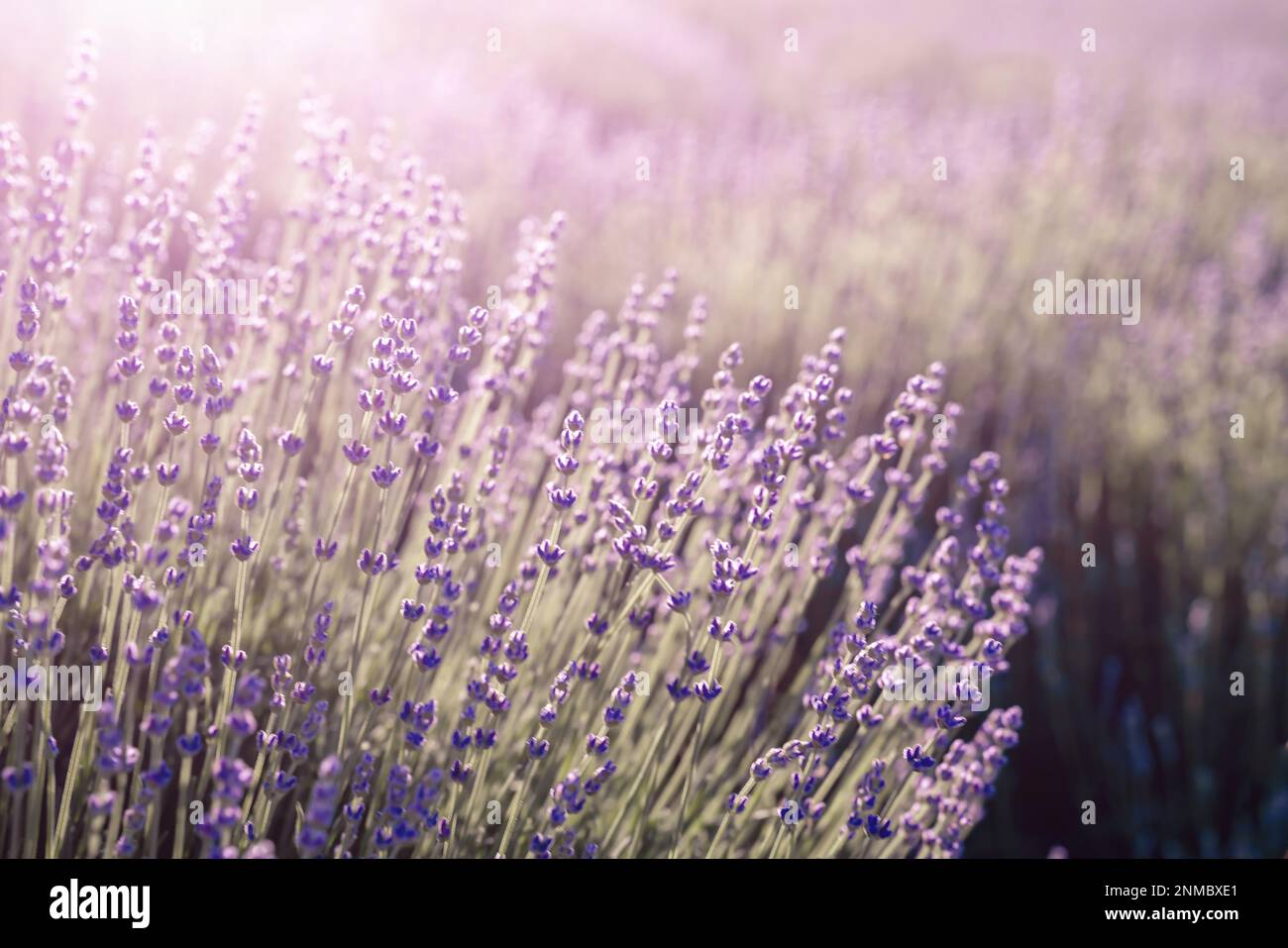 Lavender field banner. With soft light effect for floral background on ...