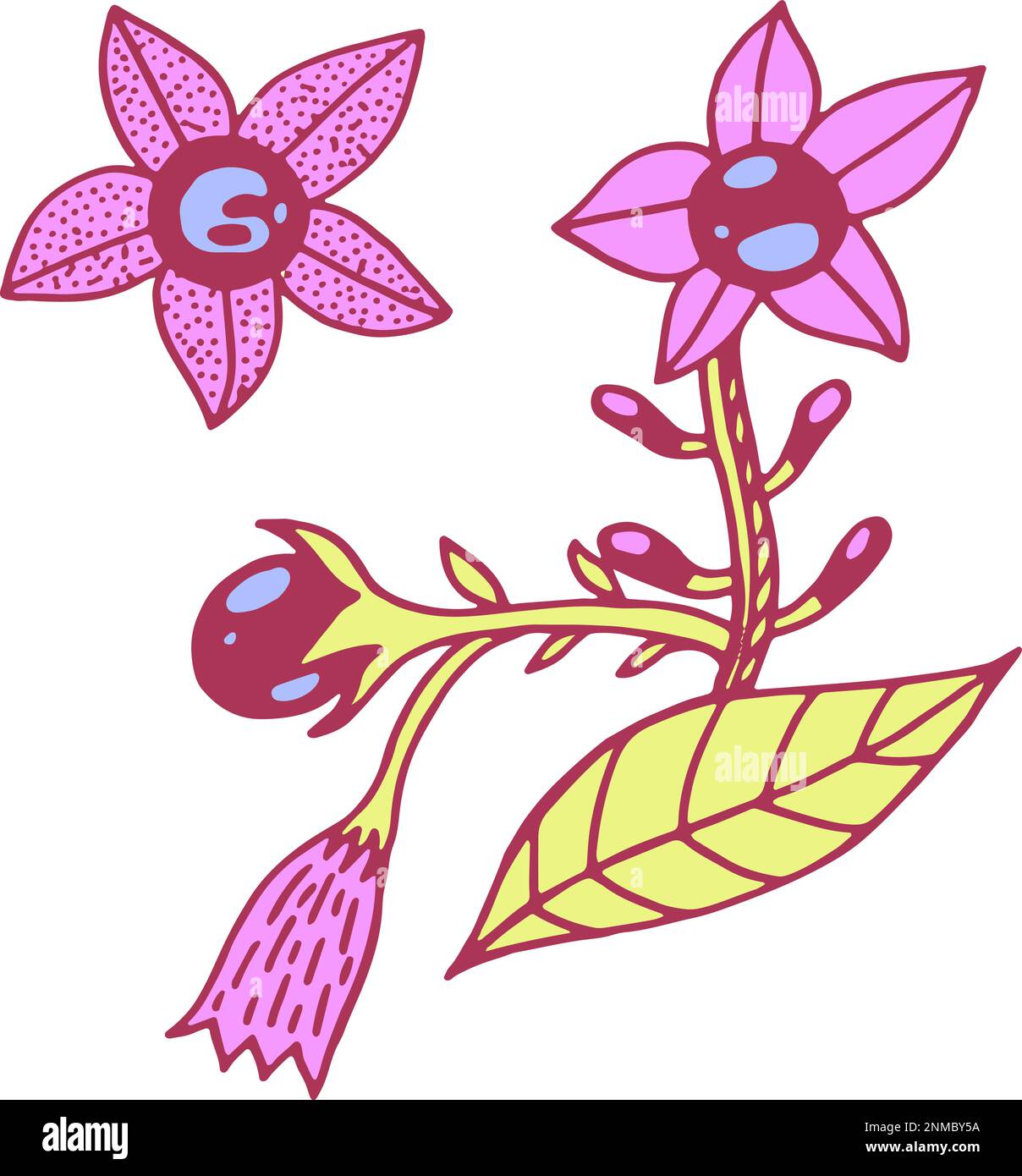 Deadly nightshade - poisonous plant. Element for design, print etc ...