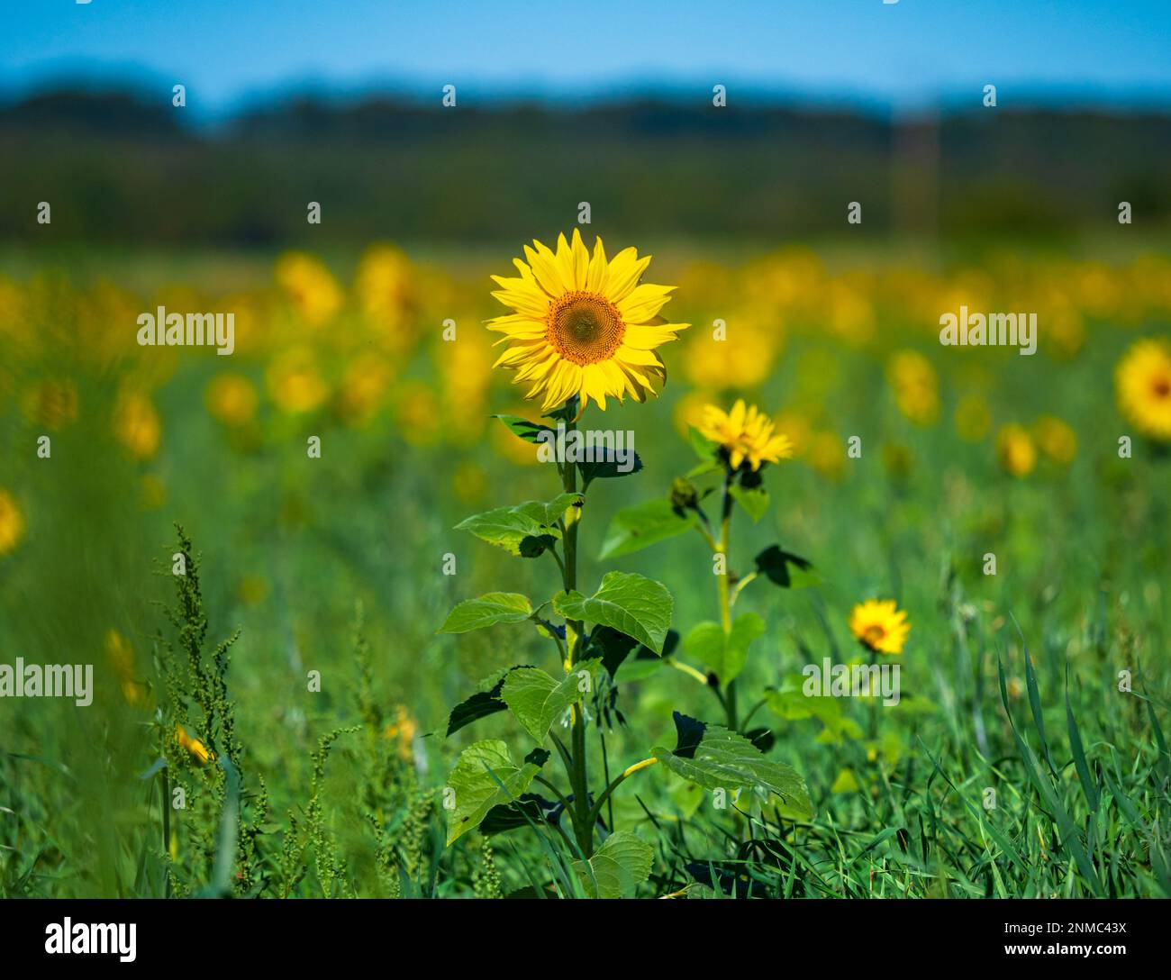 A chic field of sunflowers in the bright sun. Three colors: blue ...