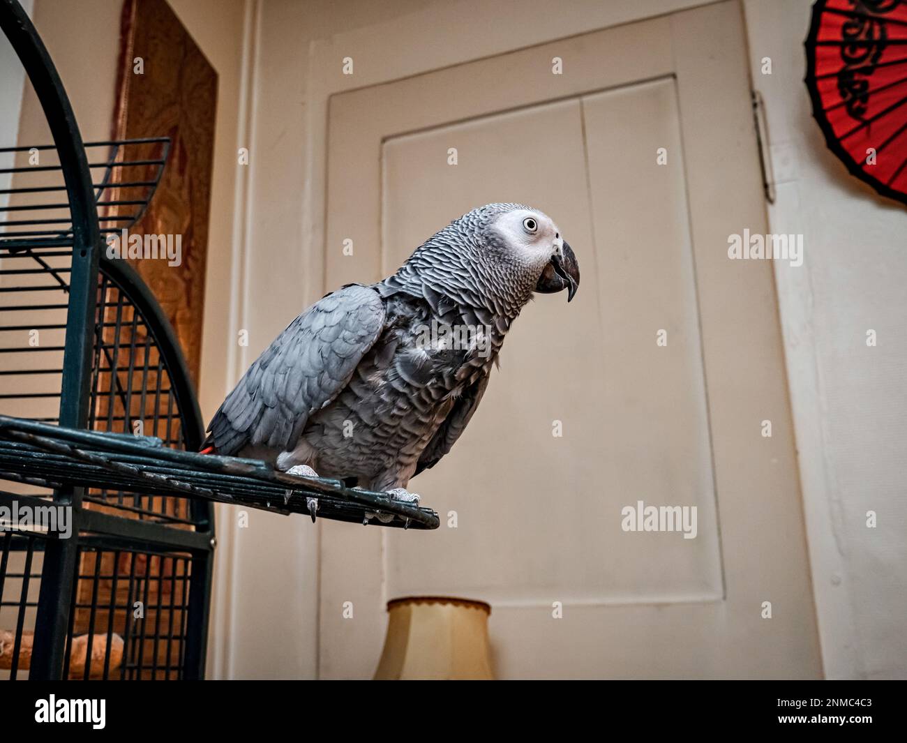 A large gray macaw parrot lives at home, walks around the apartment ...