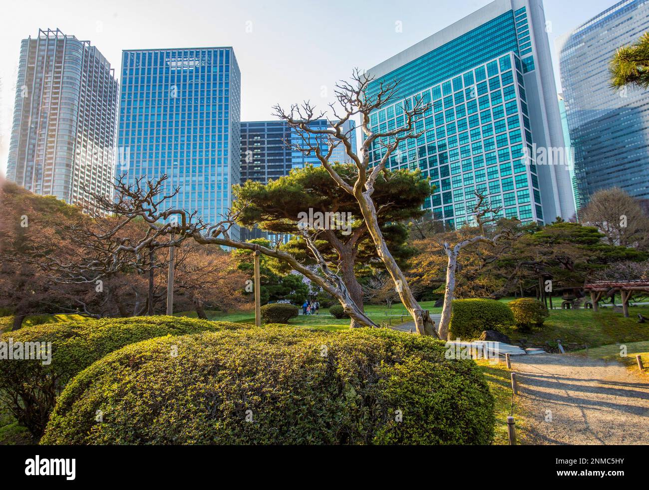 Winter tree without leaves (looks like a liana) and pine trees and ...