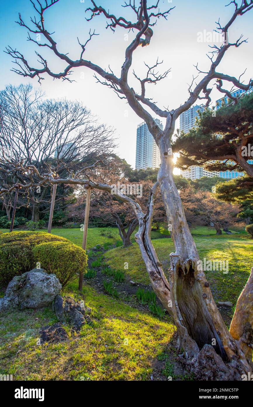 Winter tree without leaves and with a large hollow sunset in Hamarikyu ...